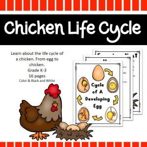 Chicken Life Cycle - Forgetful Momma Shop