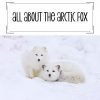 Mini Unit Studies on Arctic Foxes for Kids - Forgetful Momma Shop