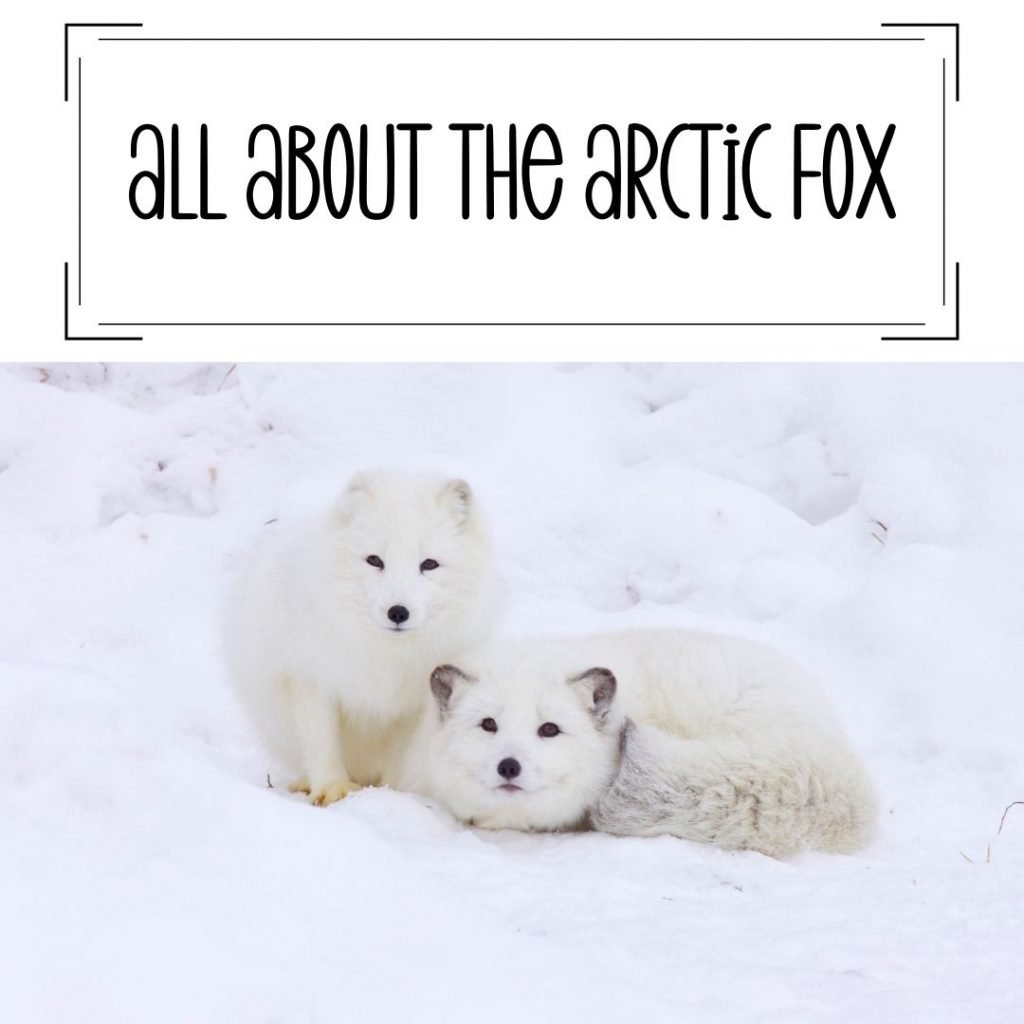 Mini Unit Studies on Arctic Foxes for Kids - Forgetful Momma Shop