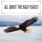 Mini Unit Studies on Bald Eagles for Kids - Forgetful Momma Shop