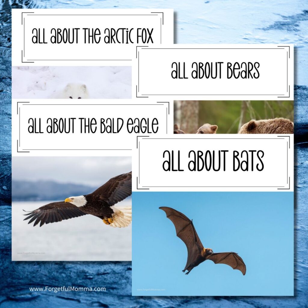 Mini Animal Unit Studies Bundle - Forgetful Momma Shop